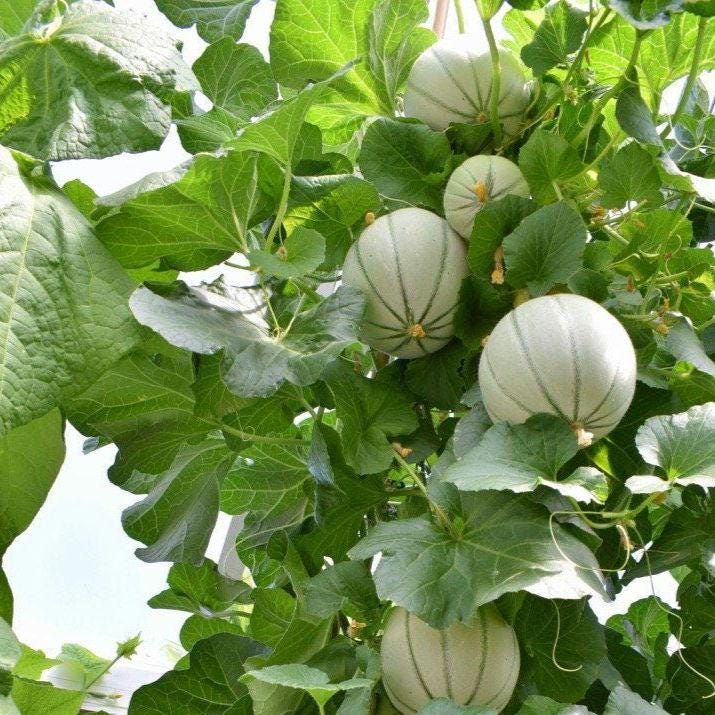 Charentais Melon-french Cantaloupes -cavaillon Melons-heirloom, Non-gmo ...