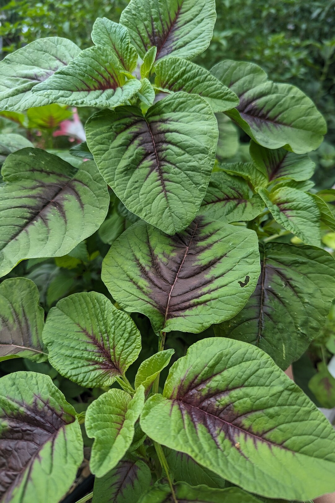 Red Stripe Leaf Amaranth Seeds Easy to Grow, Plentiful Harvest - Etsy