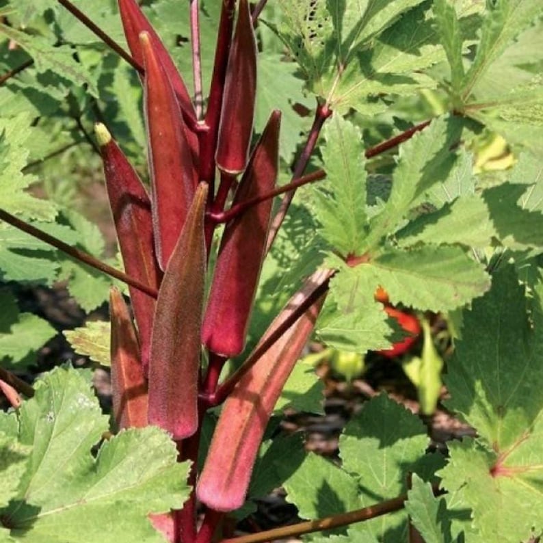 Red Burgundy Okra Seeds, Heirloom Non-gmo, Heat Tolerant - Etsy