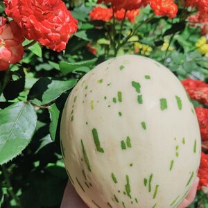 Rare and Exquisite Ivory Gaya Melon Seeds, Easy Grow Melons, Heirloom ...
