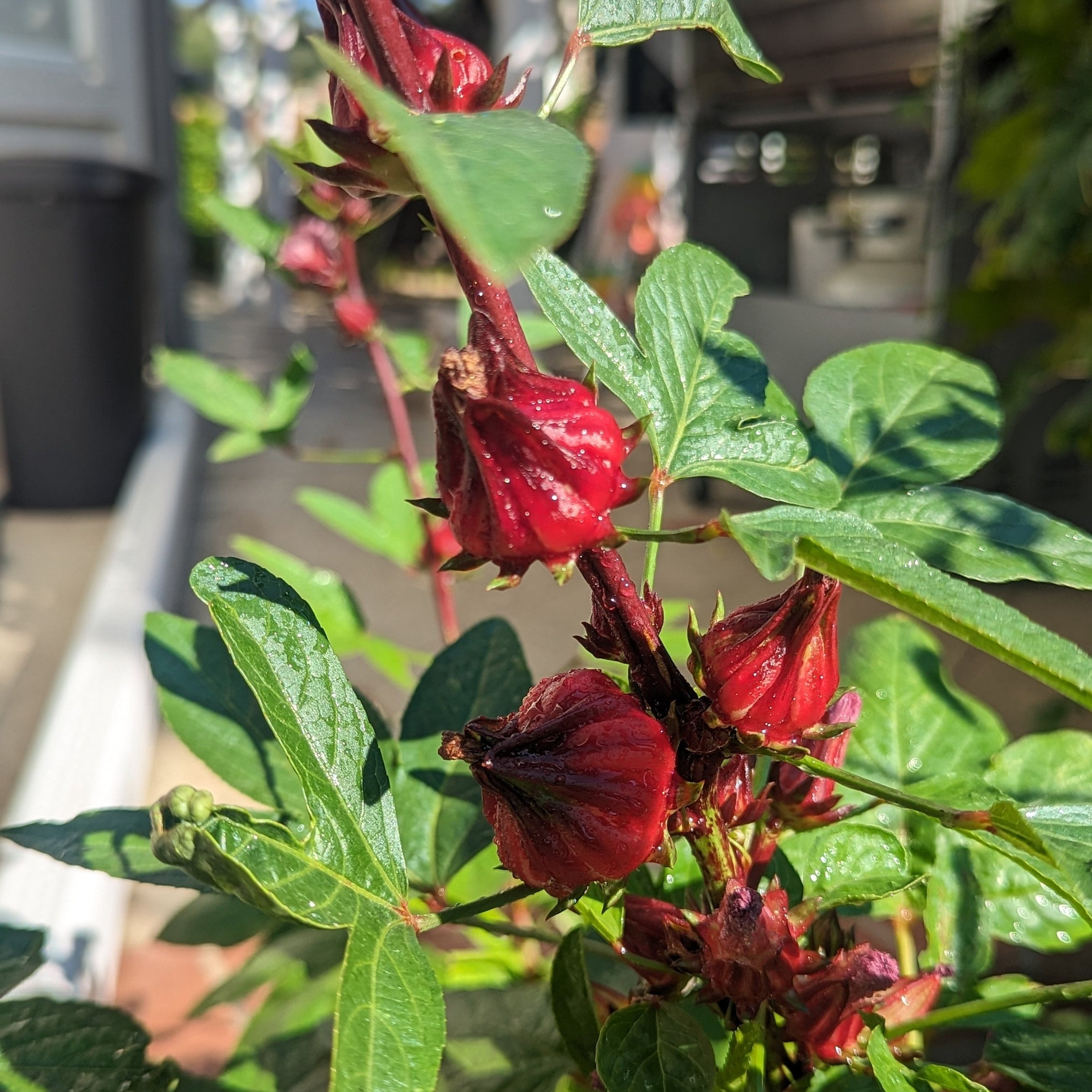 Premium Organic Dried Roselle Hibiscus Flowers Vibrant Red, Tart and ...