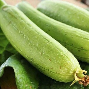 Smooth Luffa Gourd Seeds - Vietnam Muop Huong, Vegetable Sponge Seeds ...