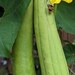 Smooth Luffa Gourd Seeds Vietnam Muop Huong, Vegetable Sponge Seeds - Etsy
