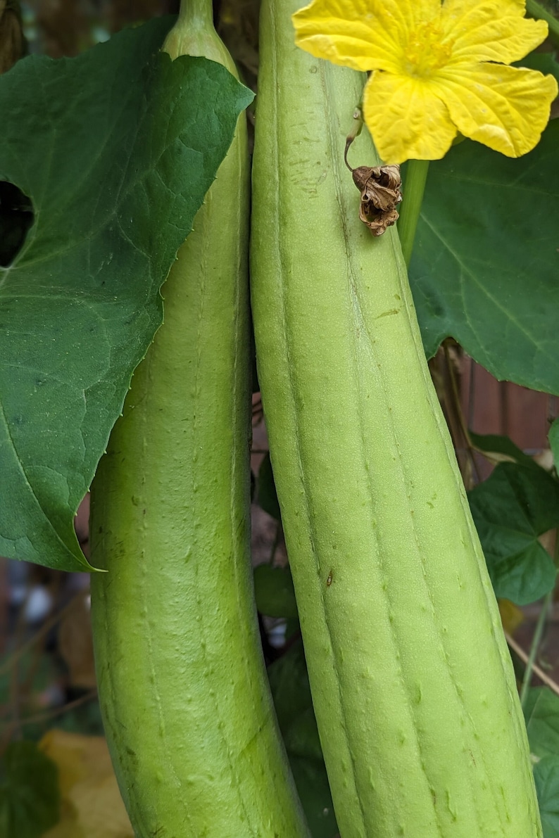 Smooth Luffa Gourd Seeds Vietnam Muop Huong, Vegetable Sponge Seeds - Etsy