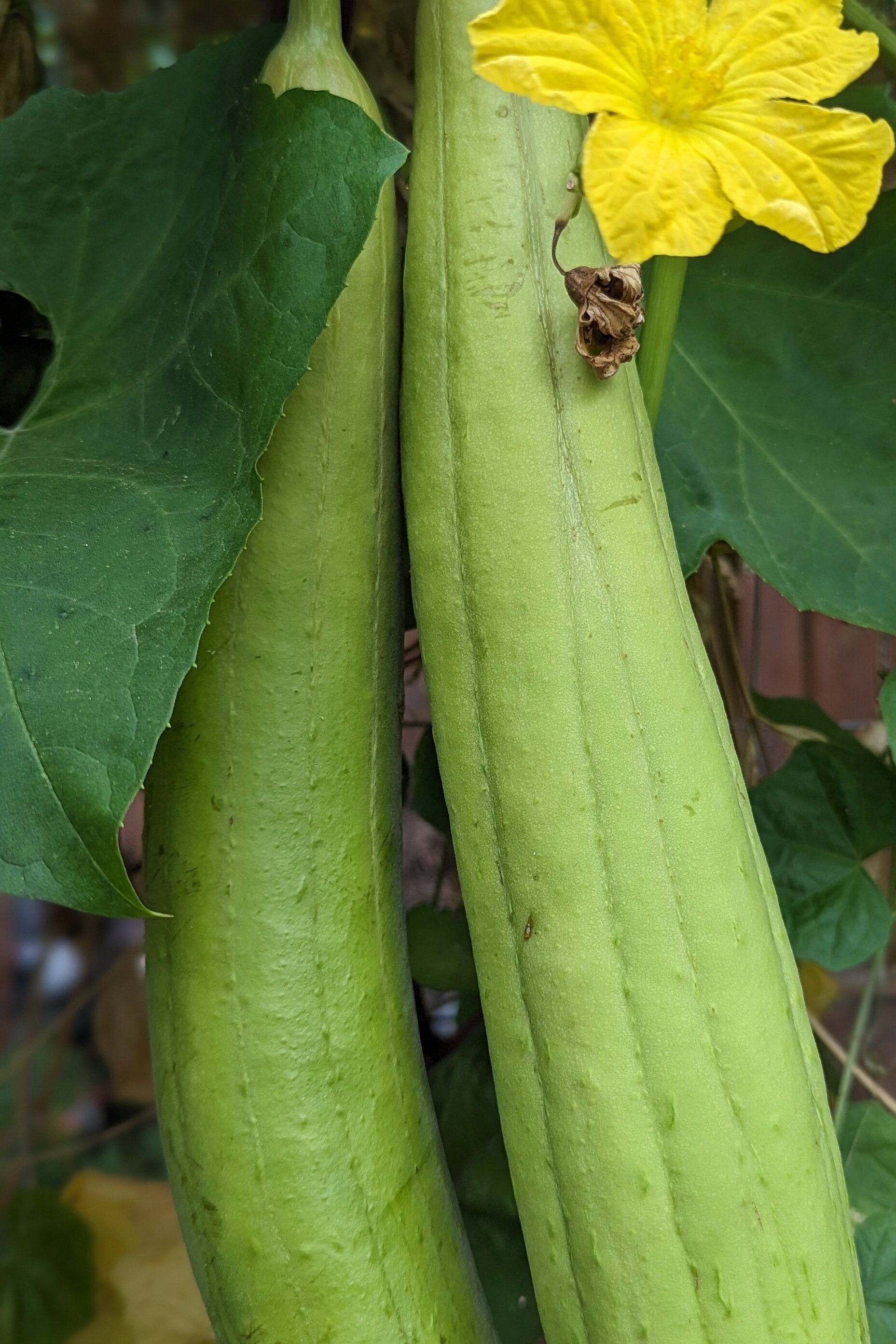 Smooth Luffa Gourd Seeds Vietnam Muop Huong, Vegetable Sponge Seeds - Etsy