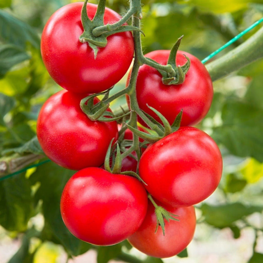 Large Red Cherry Tomato Seeds – Heirloom, High-yield - Etsy