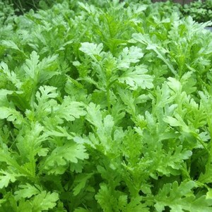 Crown Daisy Seeds, Edible Chrysanthemum Greens, Shungiku - Etsy