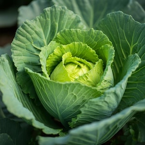Golden Acre Cabbage Seeds, Early Harvest Vegetable - Etsy