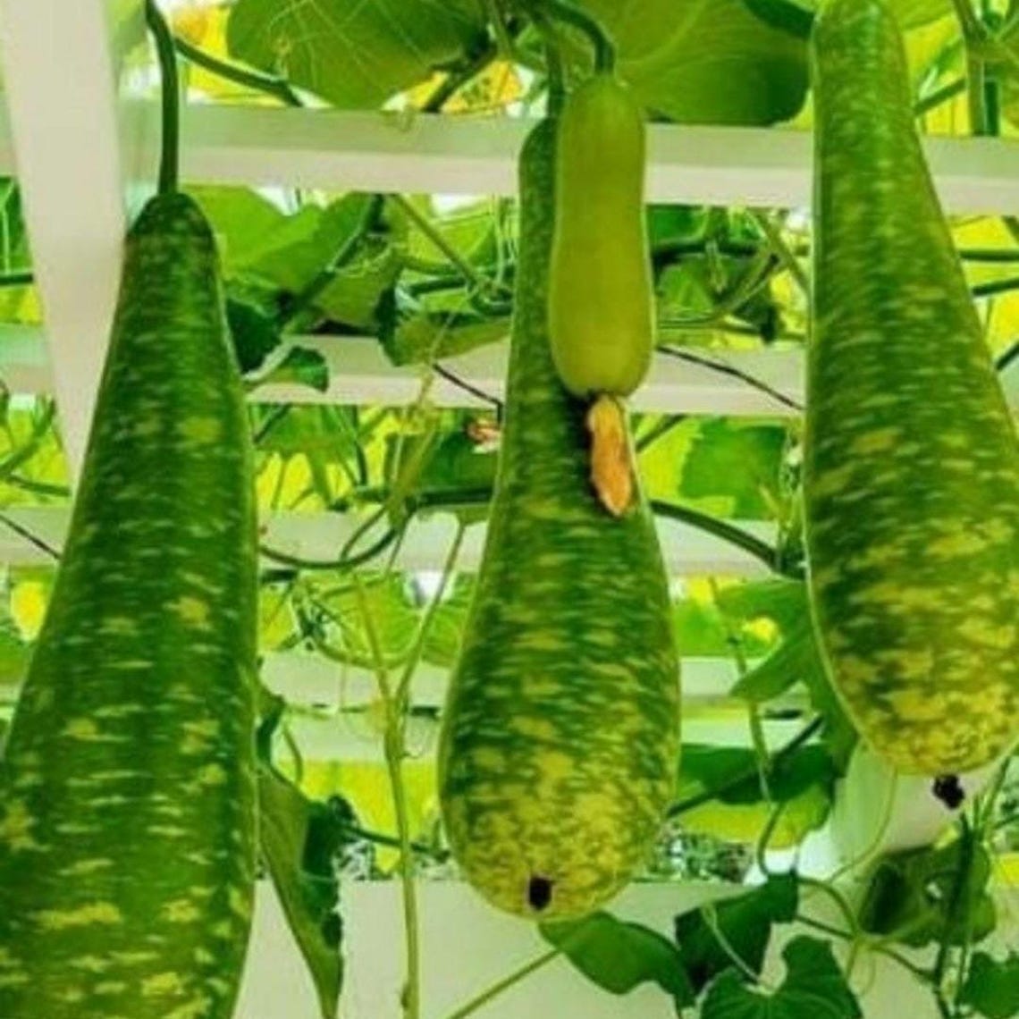 Bottle Gourd Seeds – Heirloom, Non-gmo, High Yield, Easy to Grow, High ...