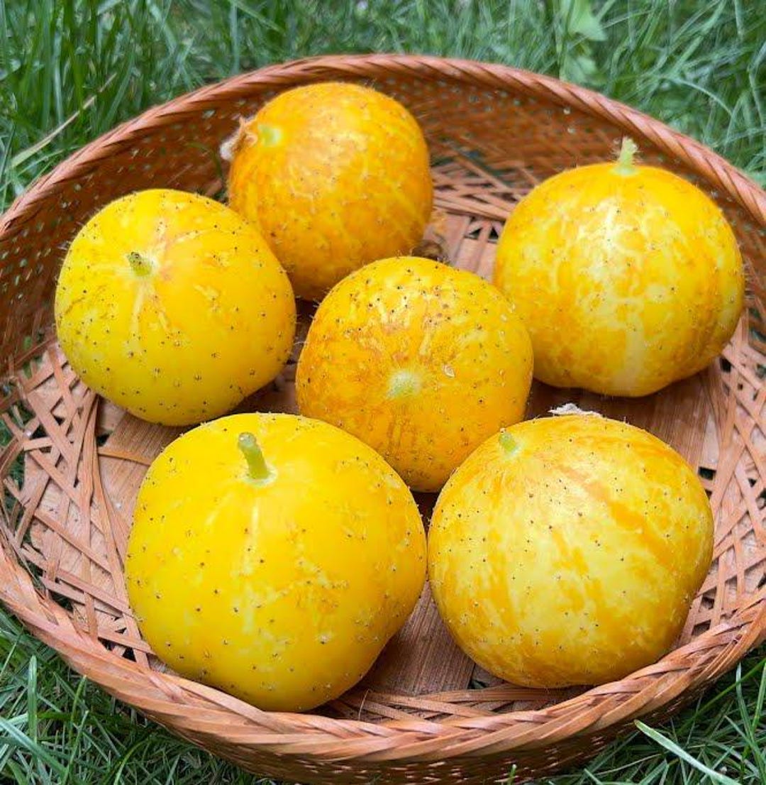 Lemon Cucumber Seeds – Unique & Rare Variety, Heirloom, Non-gmo, Easy ...