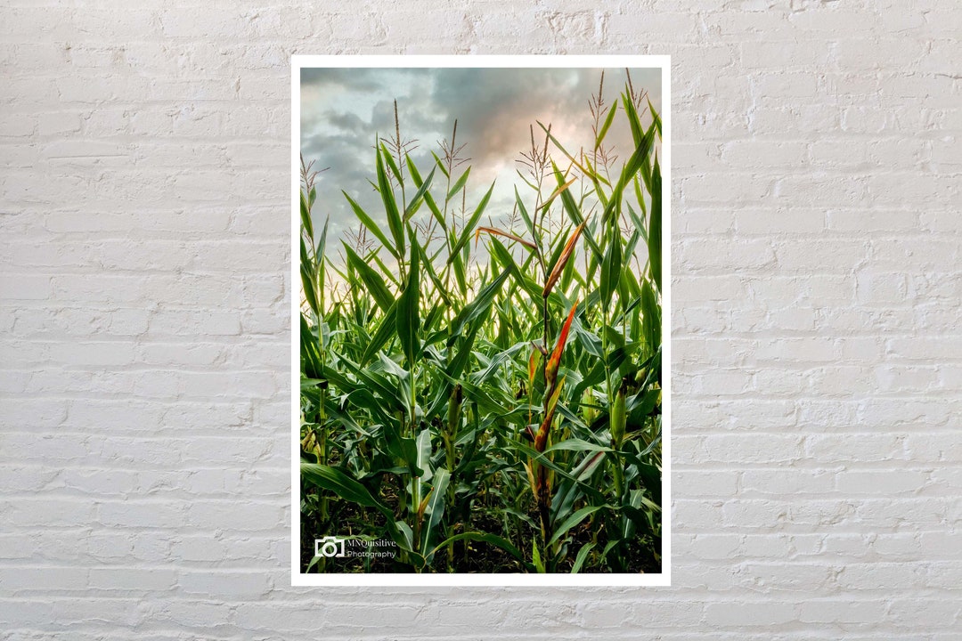 Wall Hanging of Summer Corn Field, Landscape Prints or on Canvas, Anoka ...