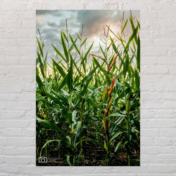 Corn Field - Etsy