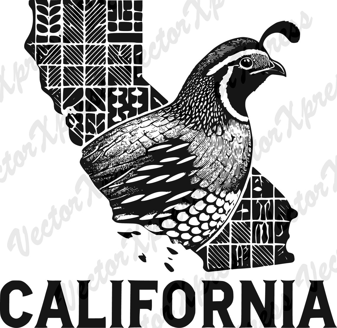 State of California Vector Graphic Silhouette With California Quail - Etsy