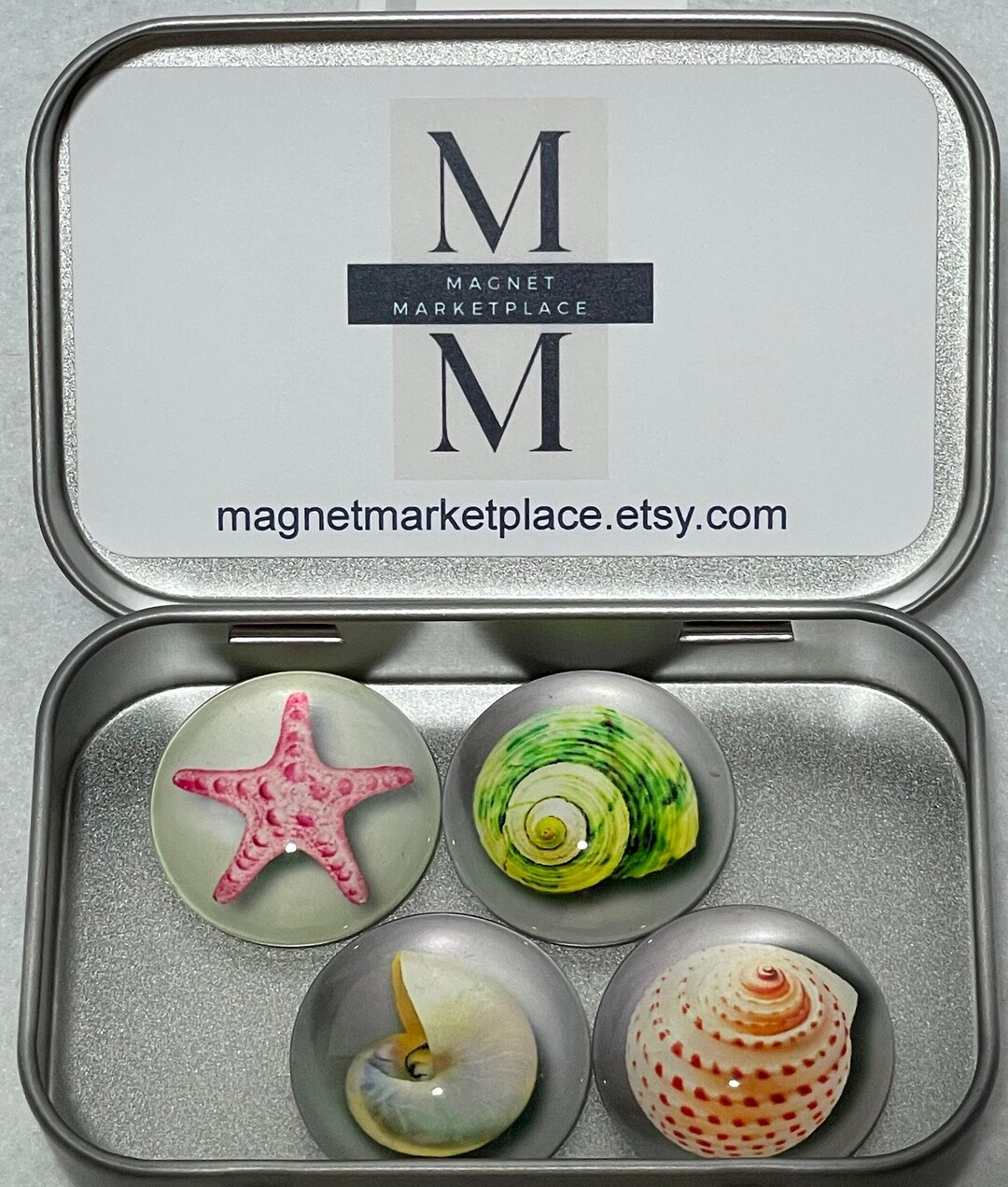 Sea Shell Magnets | Sea Shell Decor | Sea Shell Art | Sea Shell Gift ...