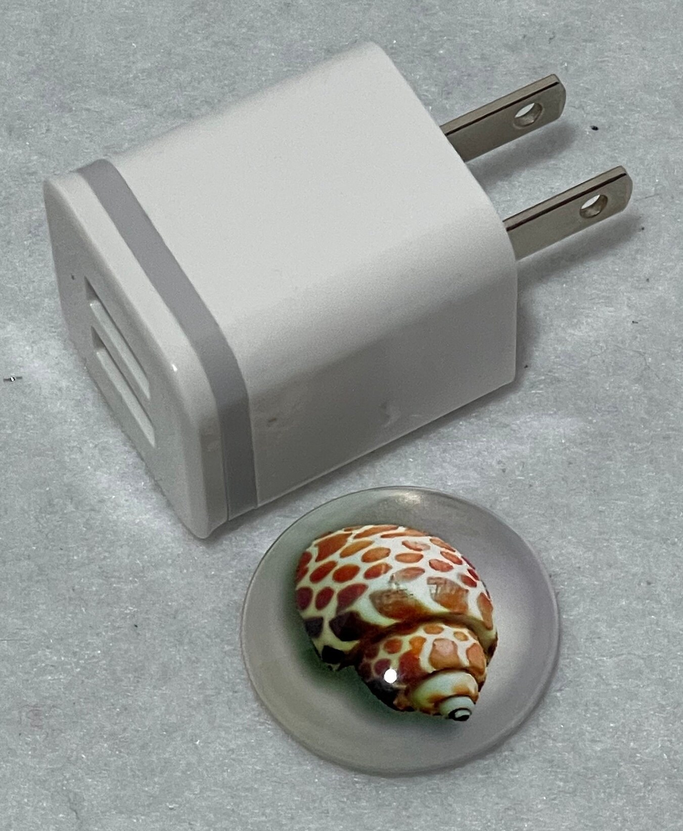 Sea Shell Magnet Sea Shell Decor Sea Shell Art Vacation - Etsy