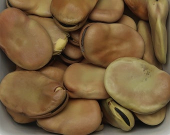 Small Fava Beans Faba Grown Broad Organic Seeds Whole Palestinian High ...