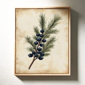 Juniper Botanical Canvas Art | Vintage-style Pine Branch With Berries ...