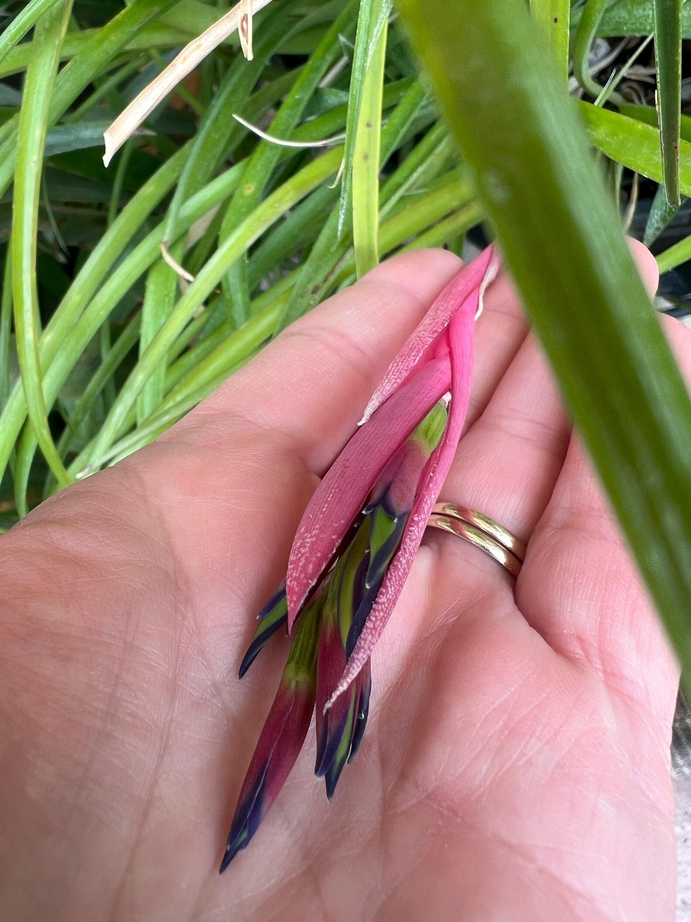 Dwarf Queen's Tears Bromeliad - Billbergia Nutans Epiphyte (no Pot) - Etsy