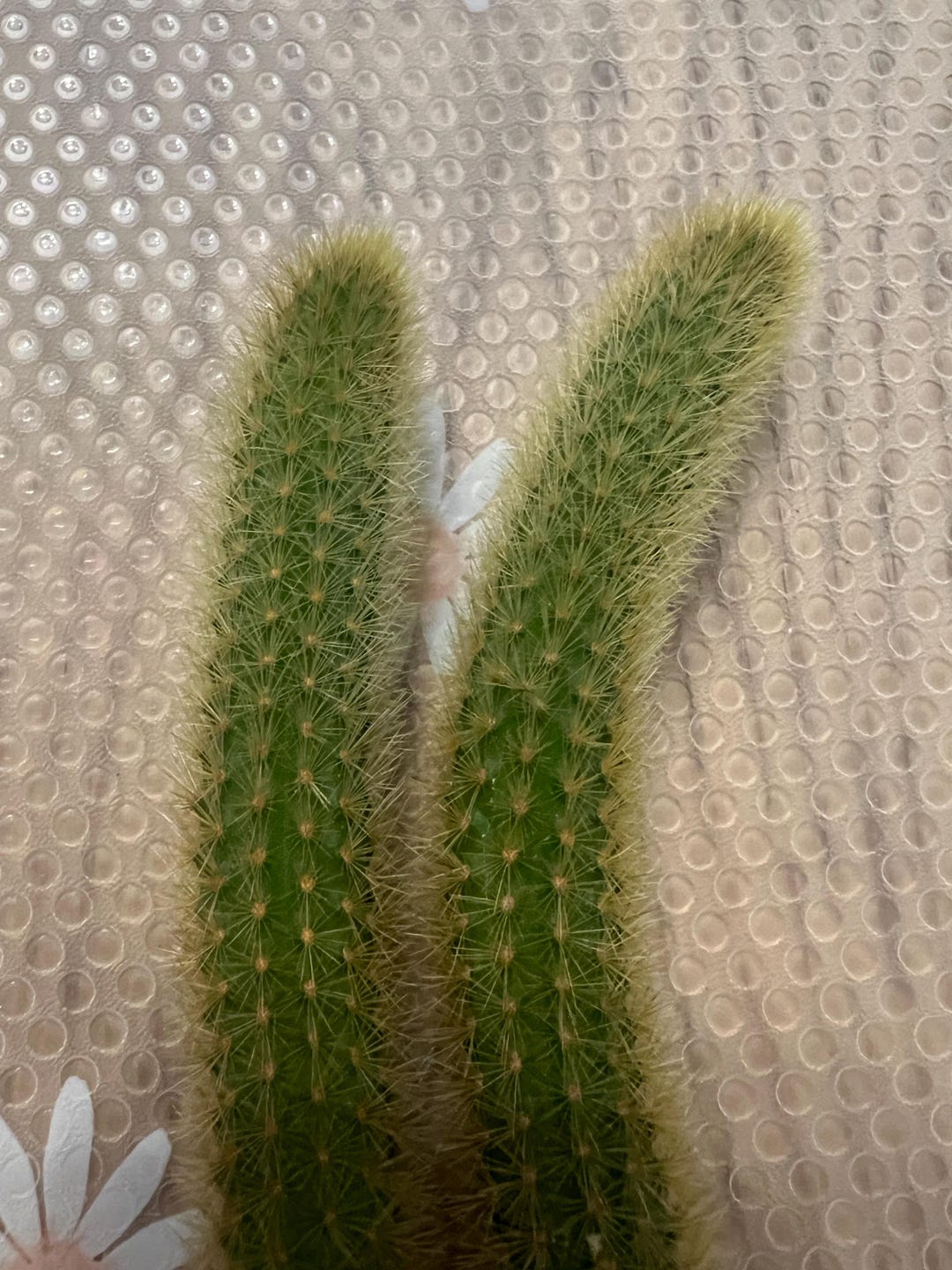 Cleistocactus - Golden Rat Tail Cacti 2 Cuttings - Etsy