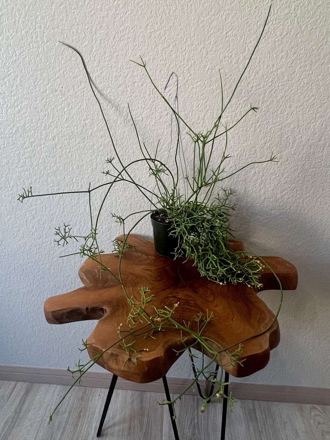 Rhipsalis Cereuscula, Rice Cactus, Coral Cactus Big Plants - Etsy