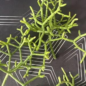 Rhipsalis Cereuscula, Rice Cactus, Coral Cactus Plants 4” Pot, 6” Pot ...