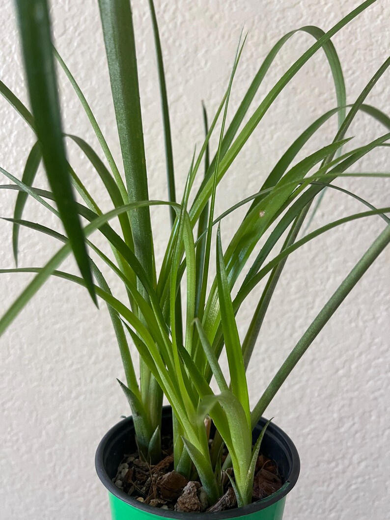 Dwarf Queen's Tears Bromeliad - Billbergia Nutans Epiphyte (no Pot) - Etsy