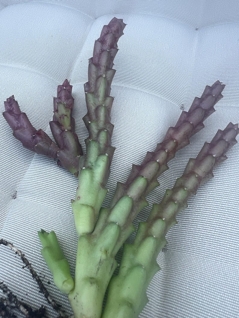 Stapelia Orbea Variegata, Starfish Cacti, Starfish Flower - Etsy