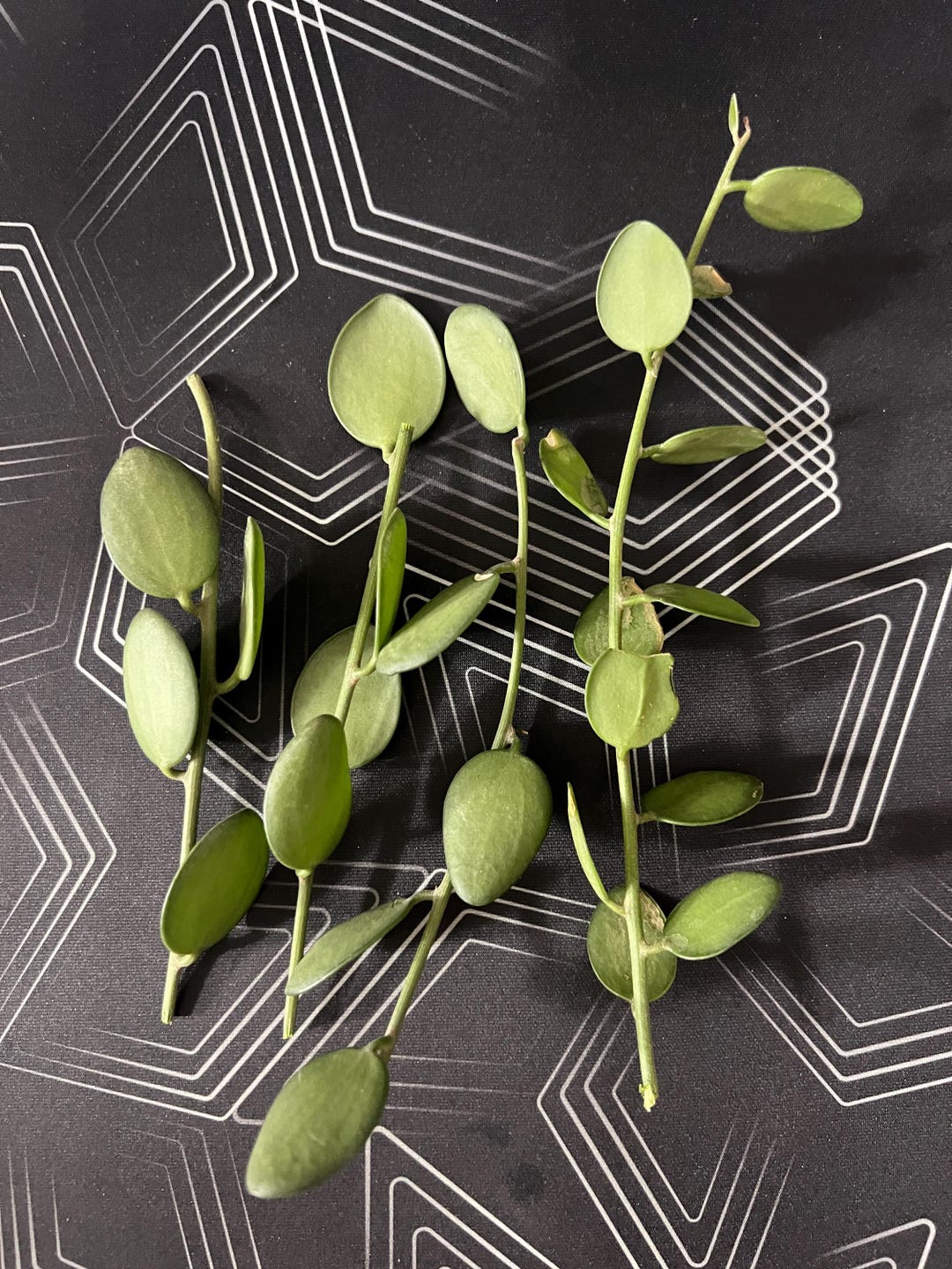 Silver Dollar Plant- String of Coins - Xerosicyos Danguyi - 4 Unrooted ...