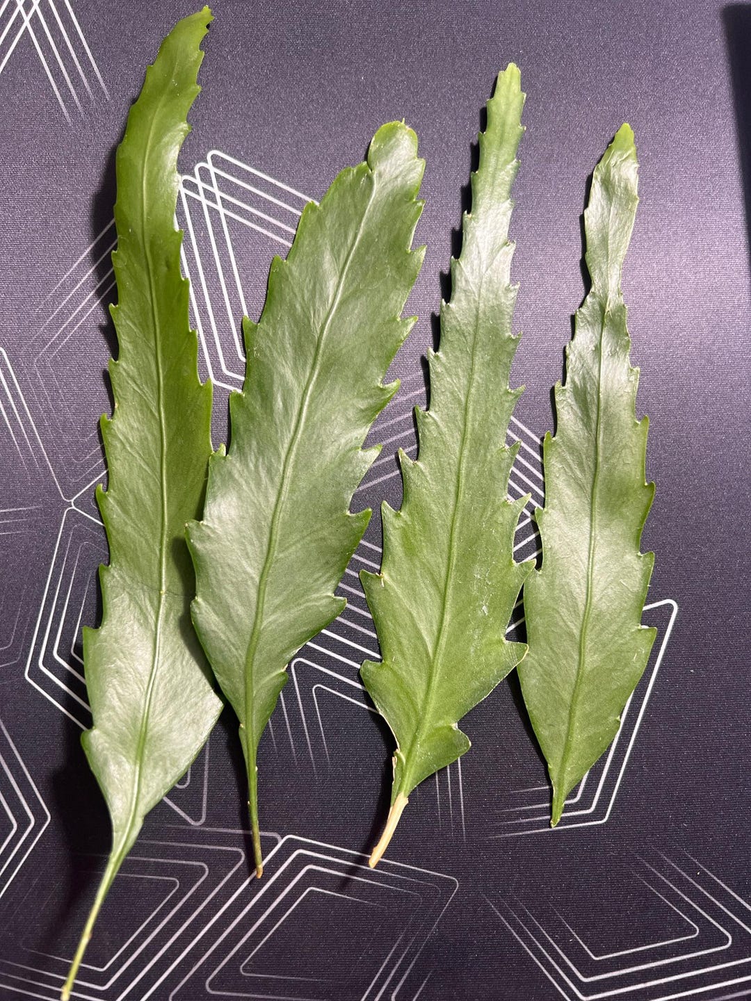 Lepismium Houlletianum Snowdrop Cactus Four Unrooted Cuttings - Etsy