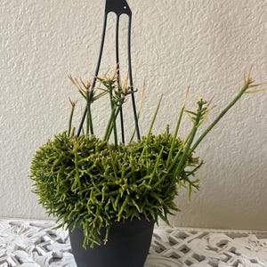 Rhipsalis Cereuscula, Rice Cactus, Coral Cactus Plants 4” Pot, 6” Pot ...