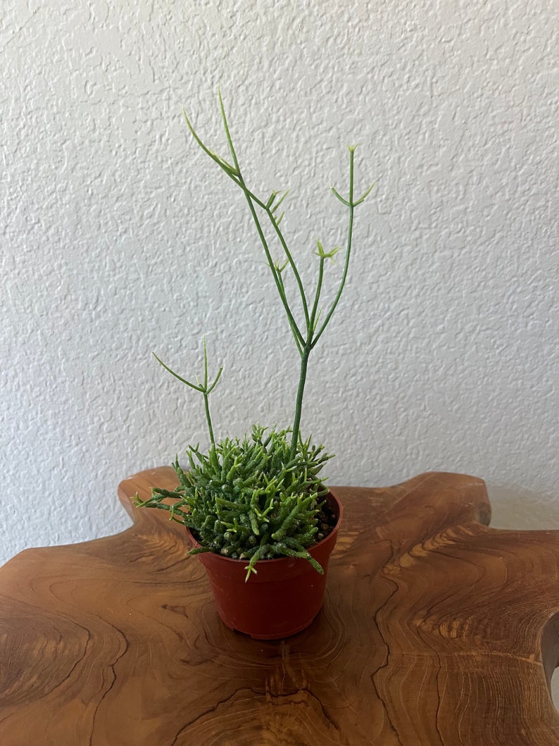 Rhipsalis Cereuscula, Rice Cactus, Coral Cactus Big Plants 4 Pot - Etsy
