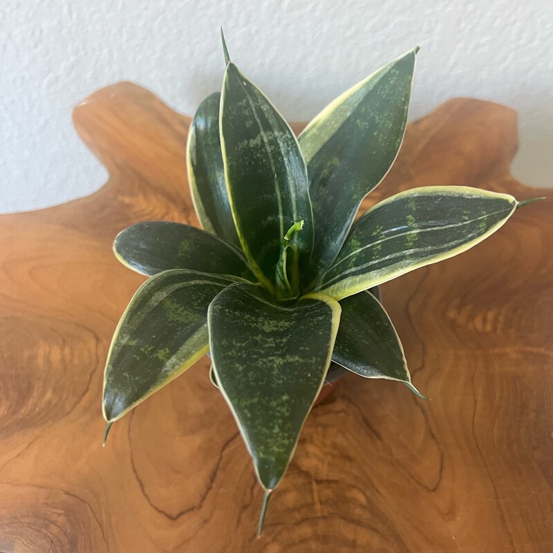 Snake Plant - Etsy