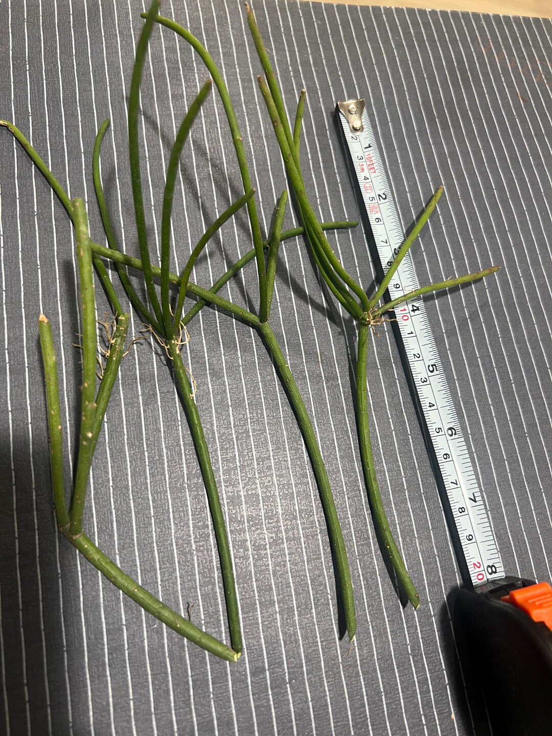 Rhipsalis Bacifera Ssp. Mauritiana “ferrari” 4 Unrooted Cuttings - Etsy