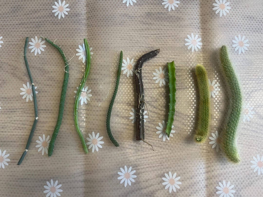 Cacti Unrooted Cuttings 8 Varieties One of Each Cuttings (1 Branch ...