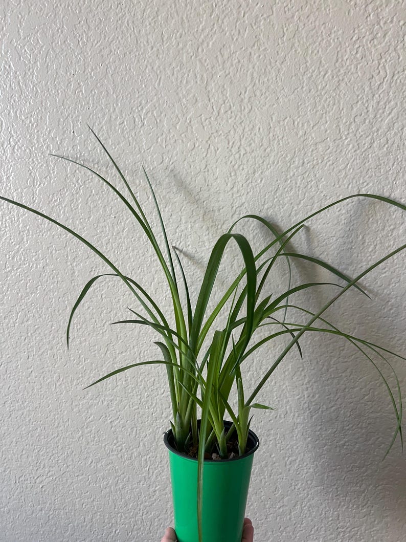 Dwarf Queen's Tears Bromeliad - Billbergia Nutans Epiphyte (no Pot) - Etsy