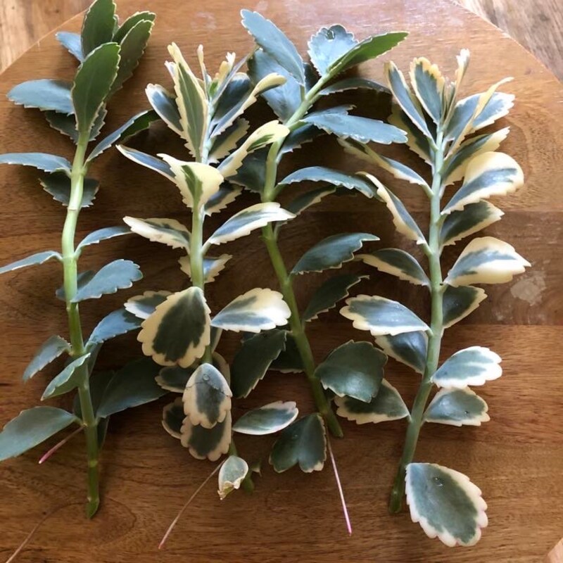 Variegated Kalanchoe - Etsy