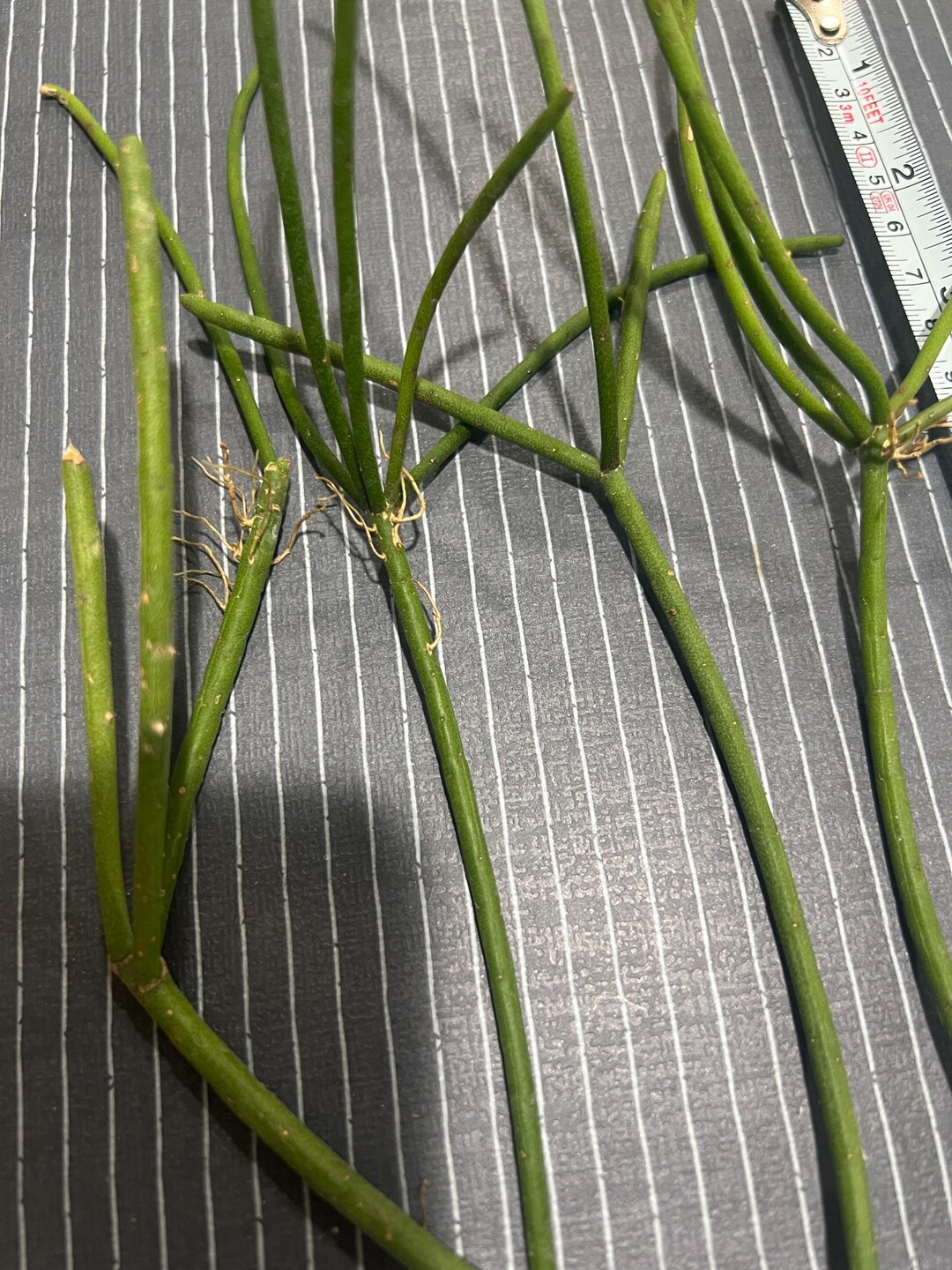 Rhipsalis Bacifera Ssp. Mauritiana “ferrari” 4 Unrooted Cuttings - Etsy