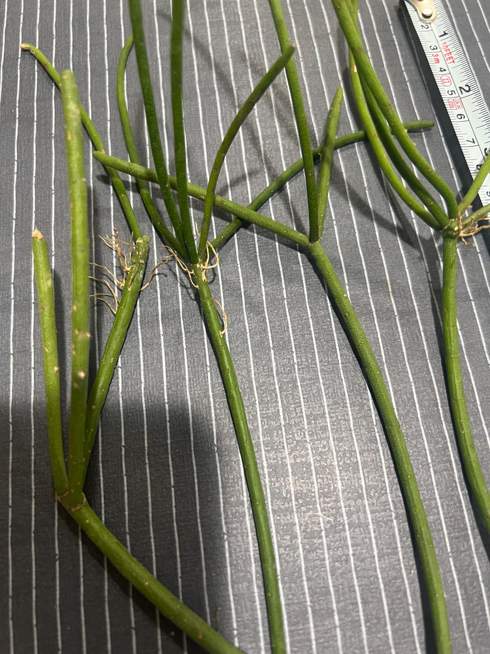 Rhipsalis Bacifera Ssp. Mauritiana “ferrari” 4 Unrooted Cuttings - Etsy