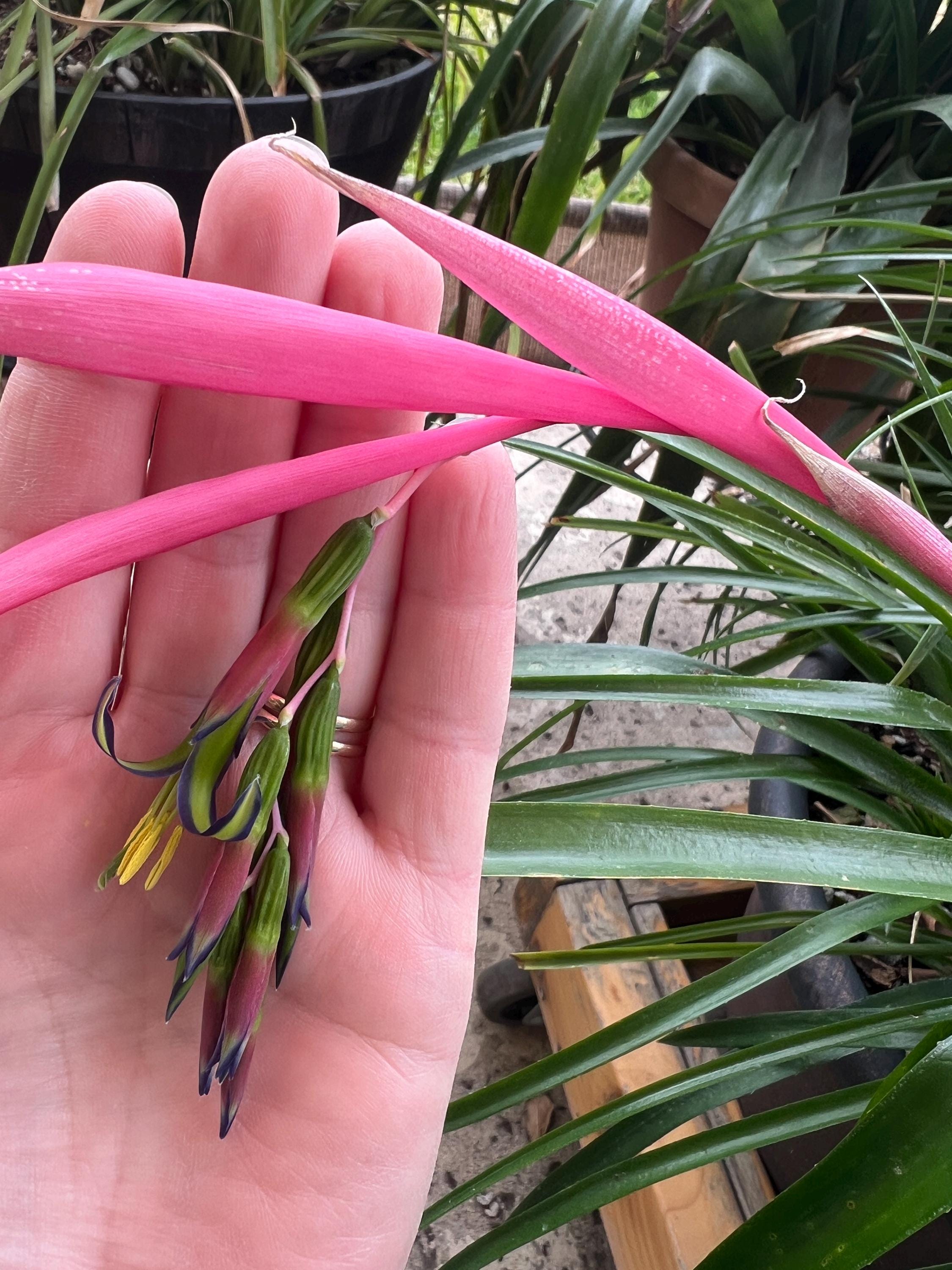 Dwarf Queen's Tears Bromeliad - Billbergia Nutans Epiphyte (no Pot) - Etsy