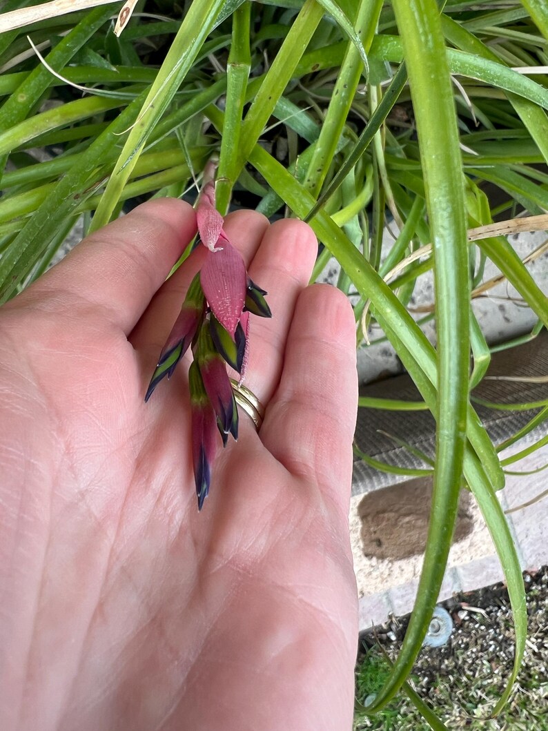 Dwarf Queen's Tears Bromeliad - Billbergia Nutans Epiphyte (no Pot) - Etsy