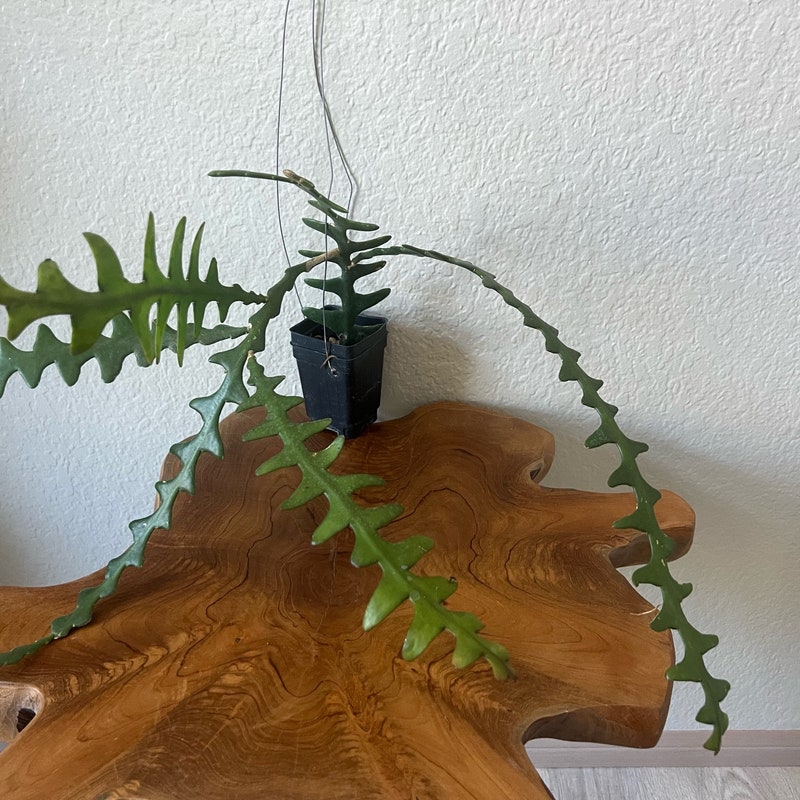 Ric Rac Cactus - Etsy