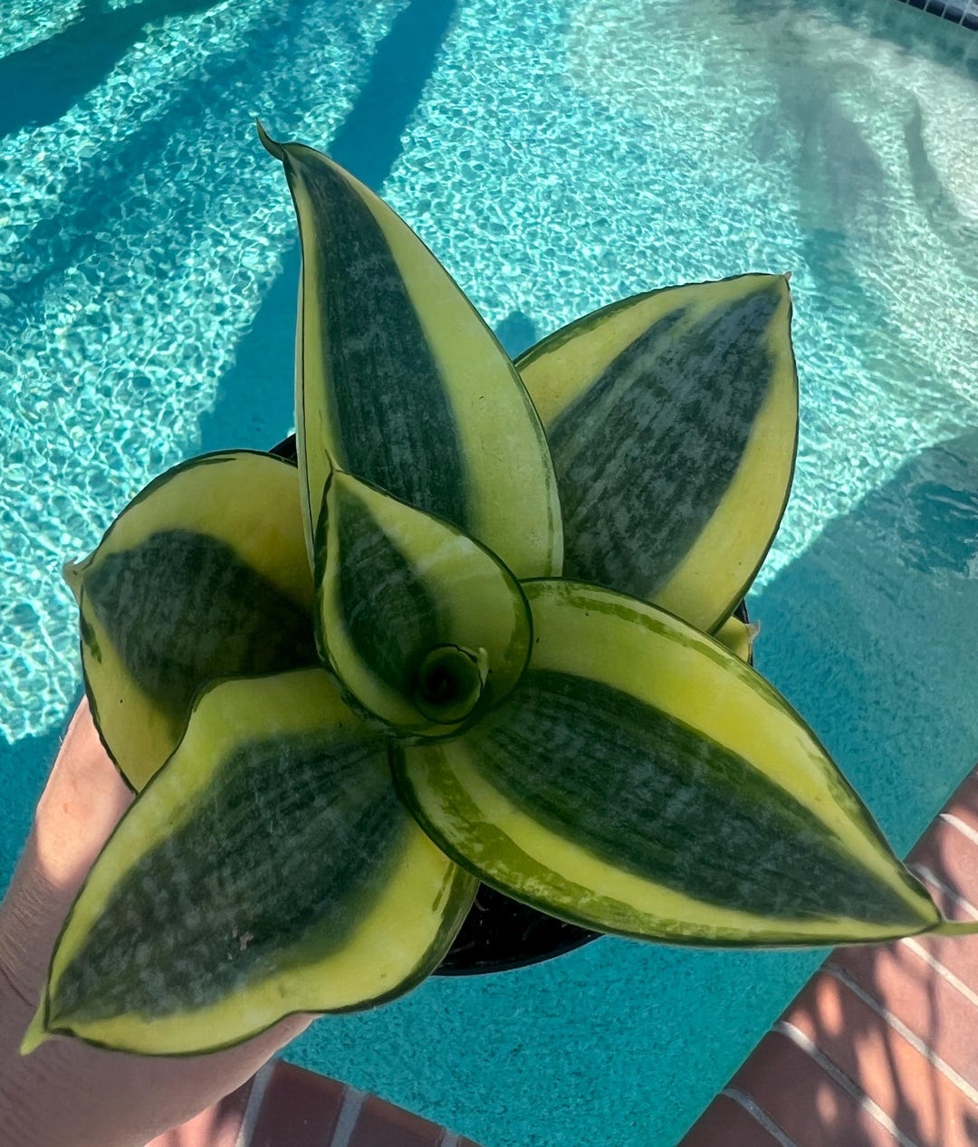 Sansevieria - Snake Plant - 'gold Hahnii' - Variegated- Bird Nest ...