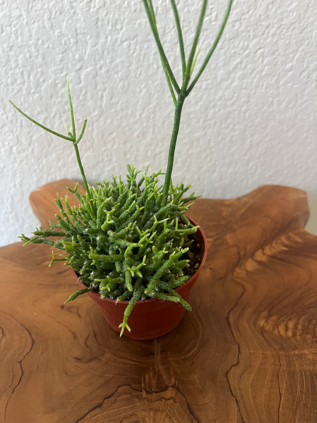Rhipsalis Cereuscula, Rice Cactus, Coral Cactus Plants 4” Pot, 6” Pot ...