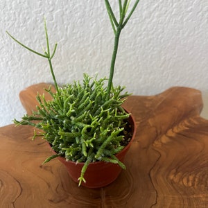 Rhipsalis Cereuscula, Rice Cactus, Coral Cactus Plants 4” Pot, 6” Pot ...