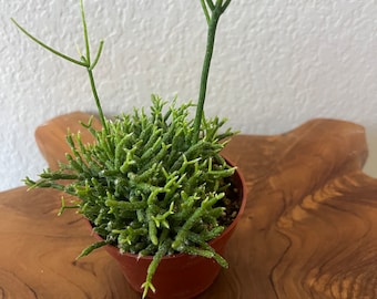 4 Pot of Rhipsalis Cereuscula Coral Cactus Houseplant Indoor Plant - Etsy
