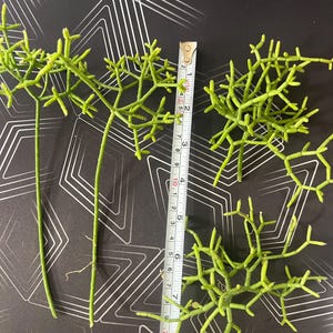 Rhipsalis Cereuscula, Rice Cactus, Coral Cactus Plants 4” Pot, 6” Pot ...