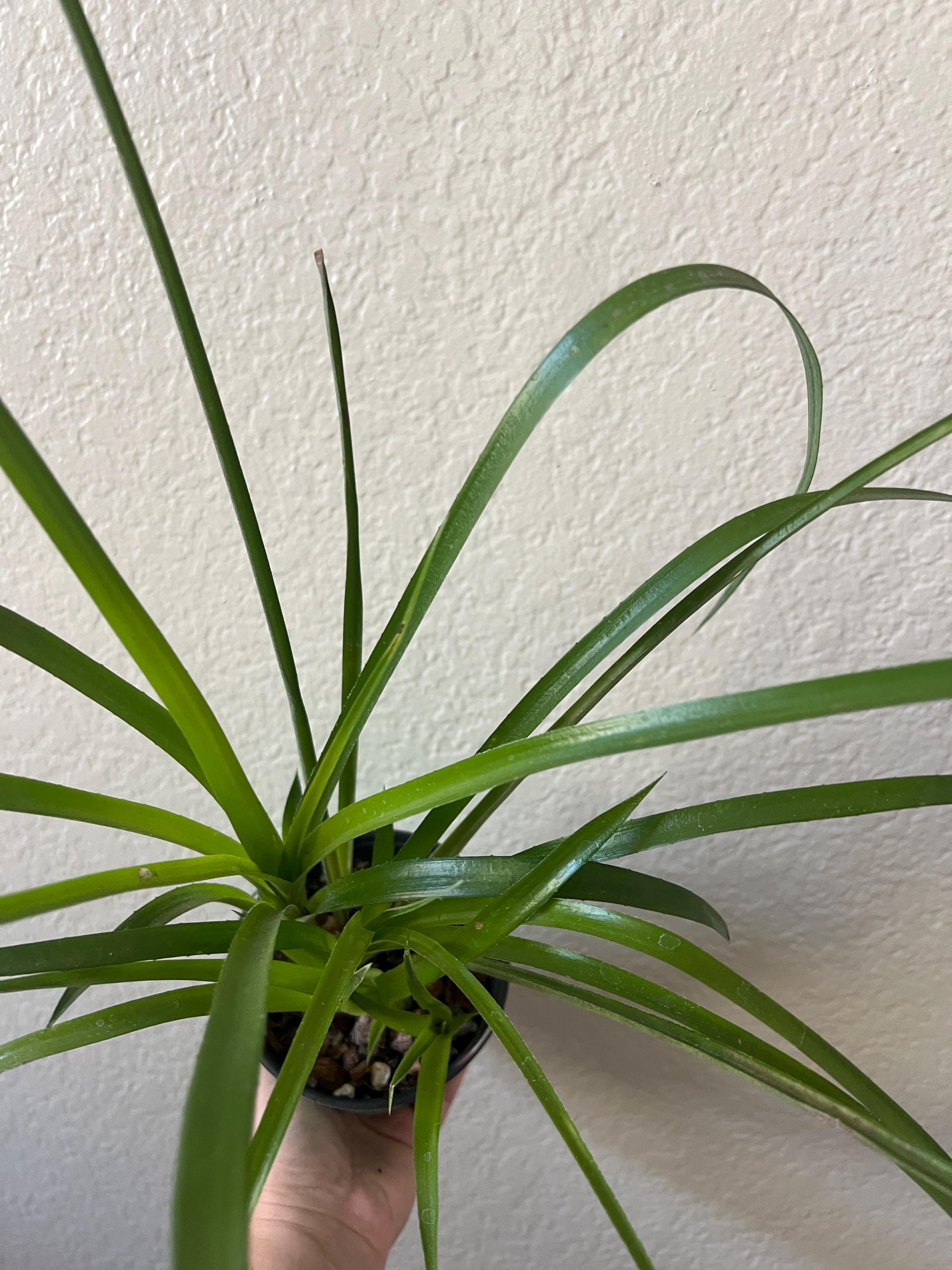 Dwarf Queen's Tears Bromeliad - Billbergia Nutans Epiphyte (no Pot) - Etsy