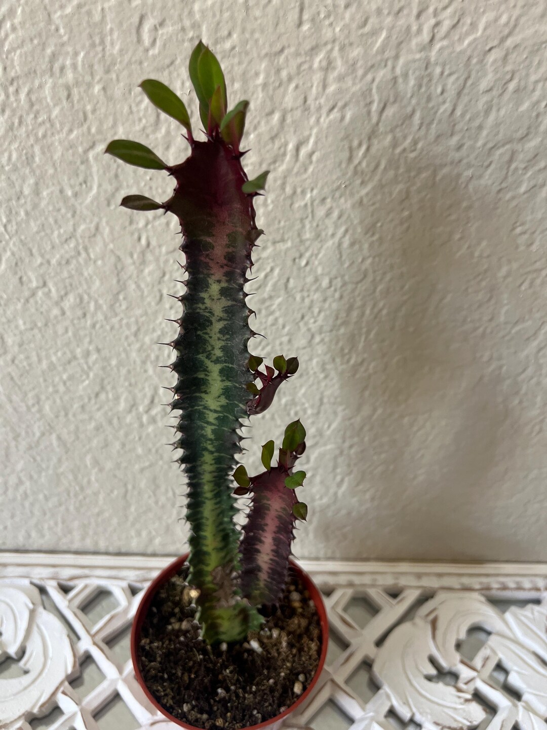 Euphorbia Trigona Ruba - Red Lucky Plant 4” Pot - Etsy