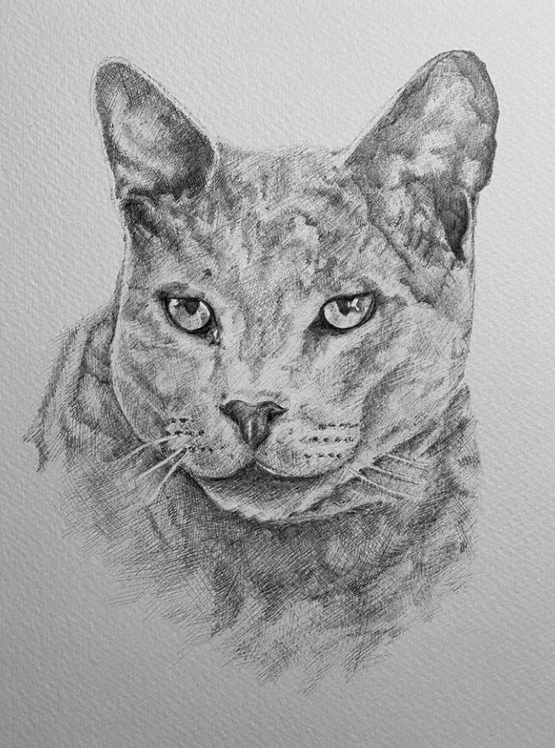 Cat Portrait - Etsy