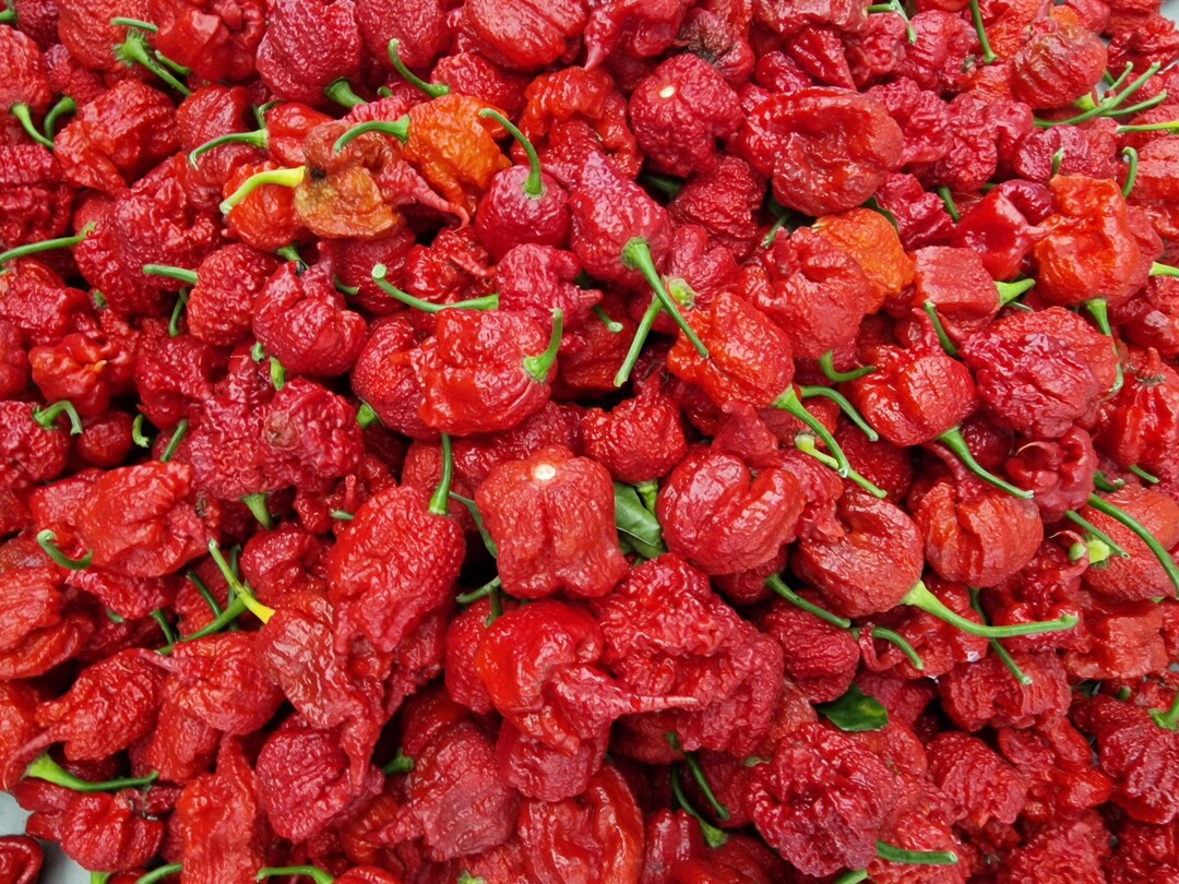 Carolina Reaper Chilli Seeds: World's Hottest Pepper - Etsy UK